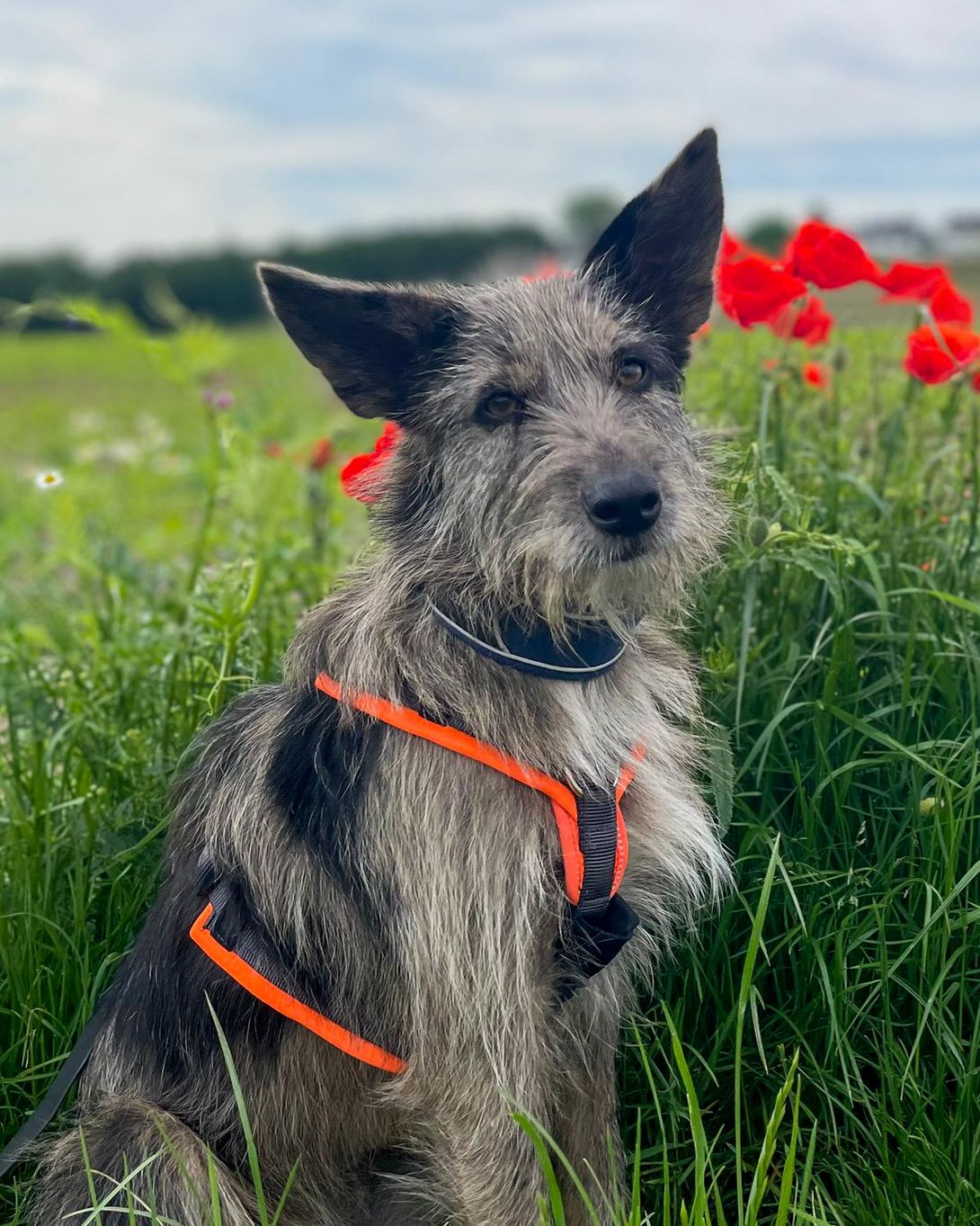 Laina — Podengo Português Mischling — Dein Haustier / Tier finden ...