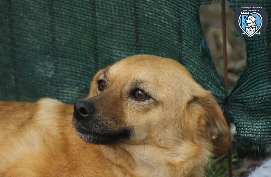 Estelle — Mischling — Dein Haustier / Tier finden - Finde deinen ...