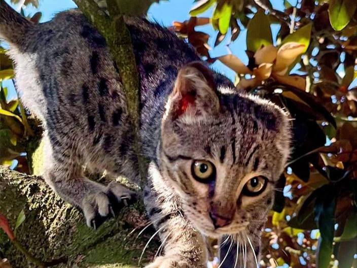 Forest Gump — Savannah — Dein Haustier / Tier finden - Finde deinen ...