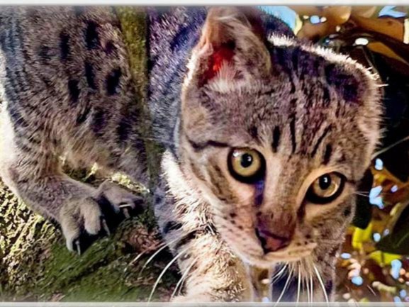 Forest Gump — Savannah — Dein Haustier / Tier finden - Finde deinen ...