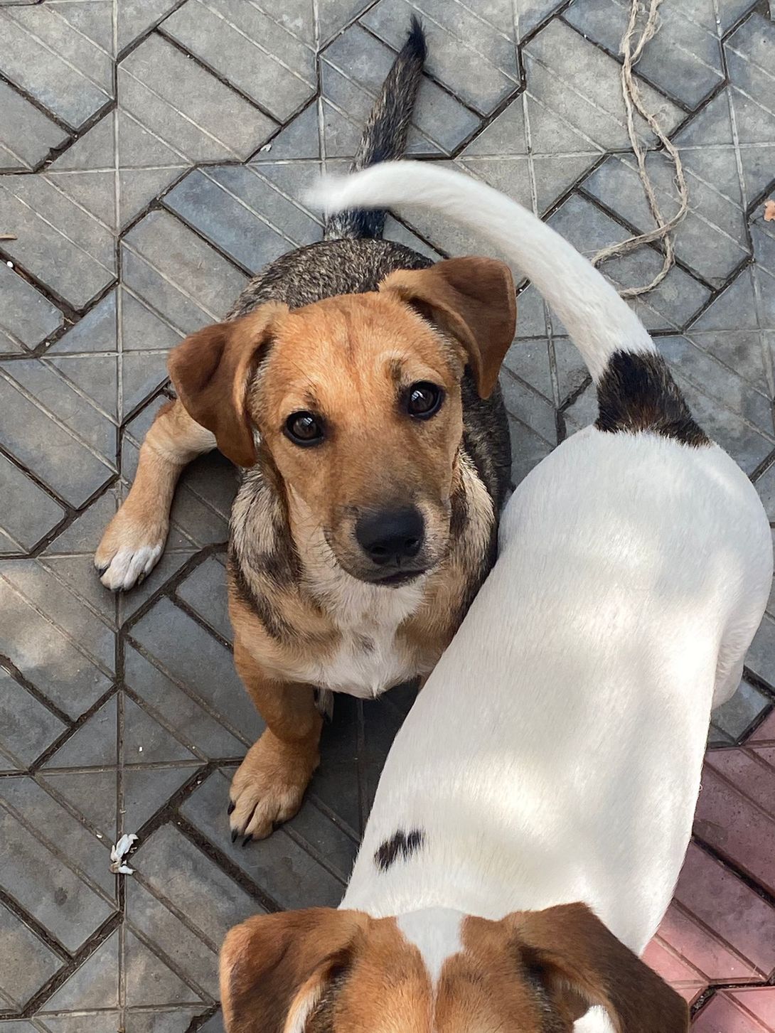 💕Tolle Junghündin Fibi💕 — Mischling evtl. Dackel Mischling — Dein ...