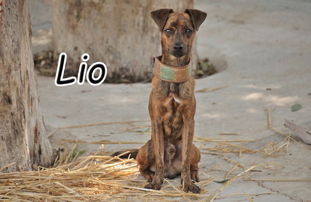 Musa — spanischer Wasserhund — Dein Haustier / Tier finden - Finde ...