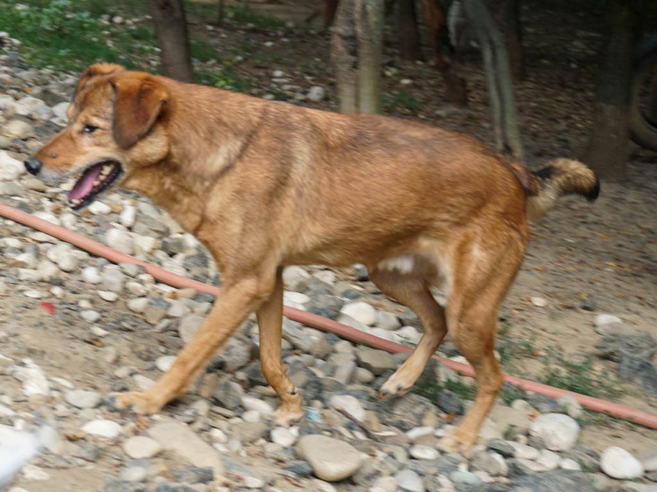 Emil — Mischling — Dein Haustier / Tier finden - Finde deinen passenden ...