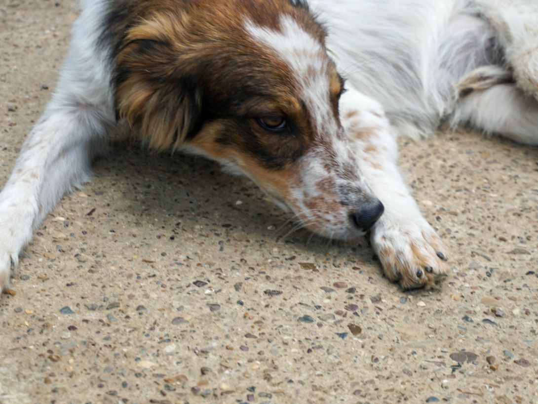 Emil — Mischling — Dein Haustier / Tier finden - Finde deinen passenden ...