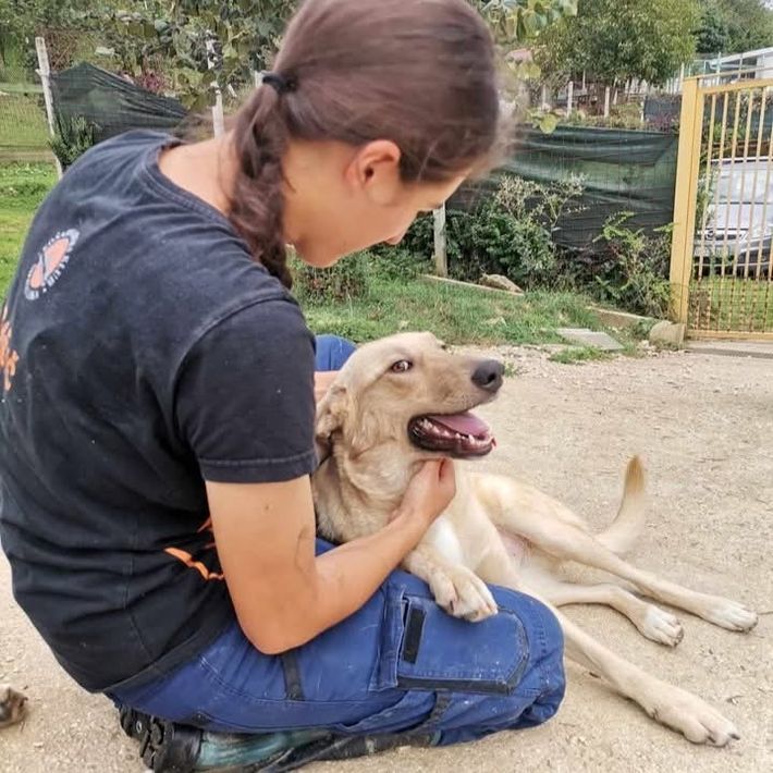 Marley — Labrador-Retriever-Mischling — Dein Haustier / Tier finden ...