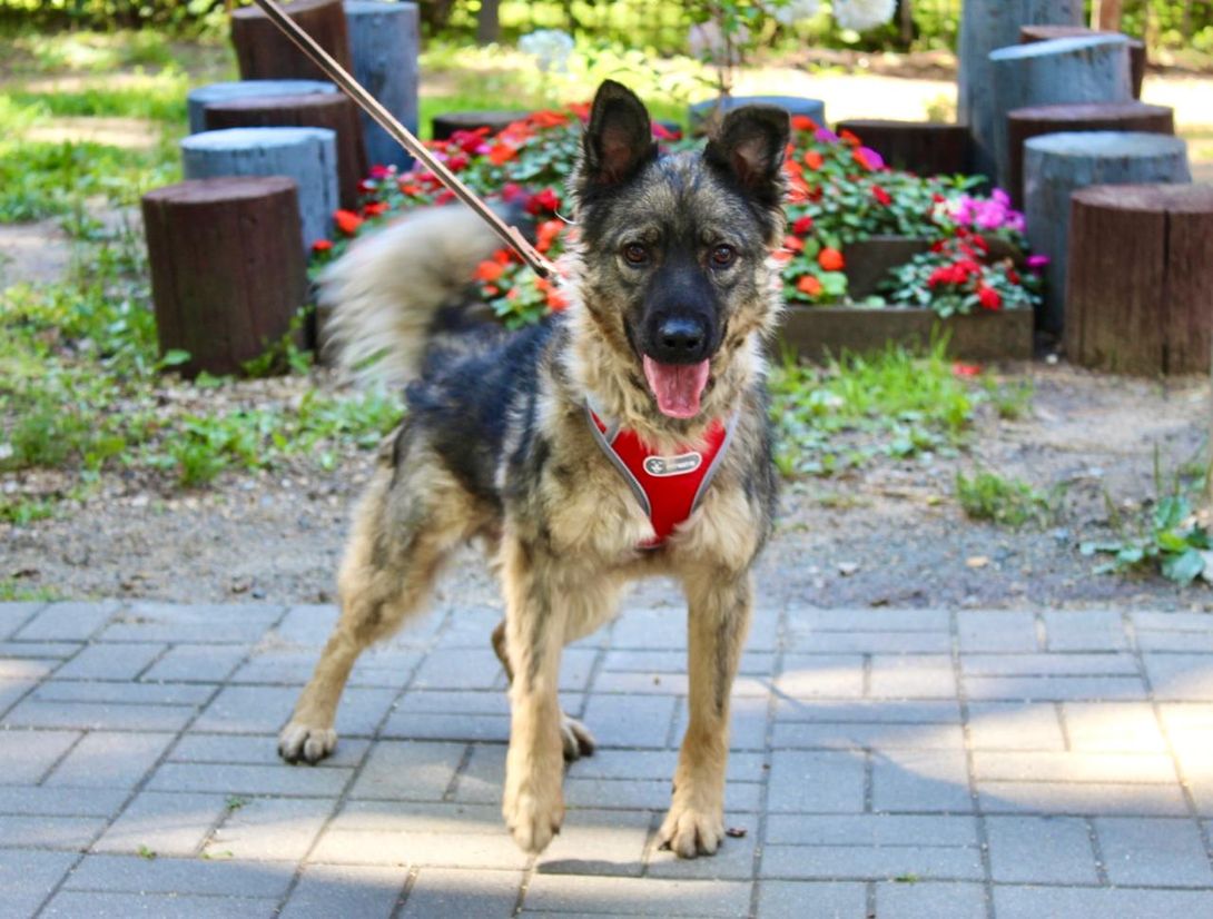LADA — Schäferhund-Mischling — Dein Haustier / Tier finden - Finde ...