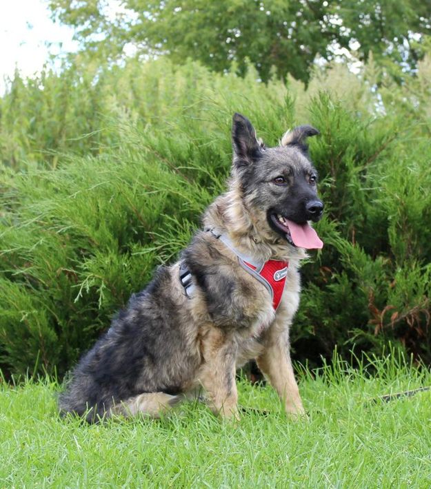 LADA — Schäferhund-Mischling — Dein Haustier / Tier finden - Finde ...
